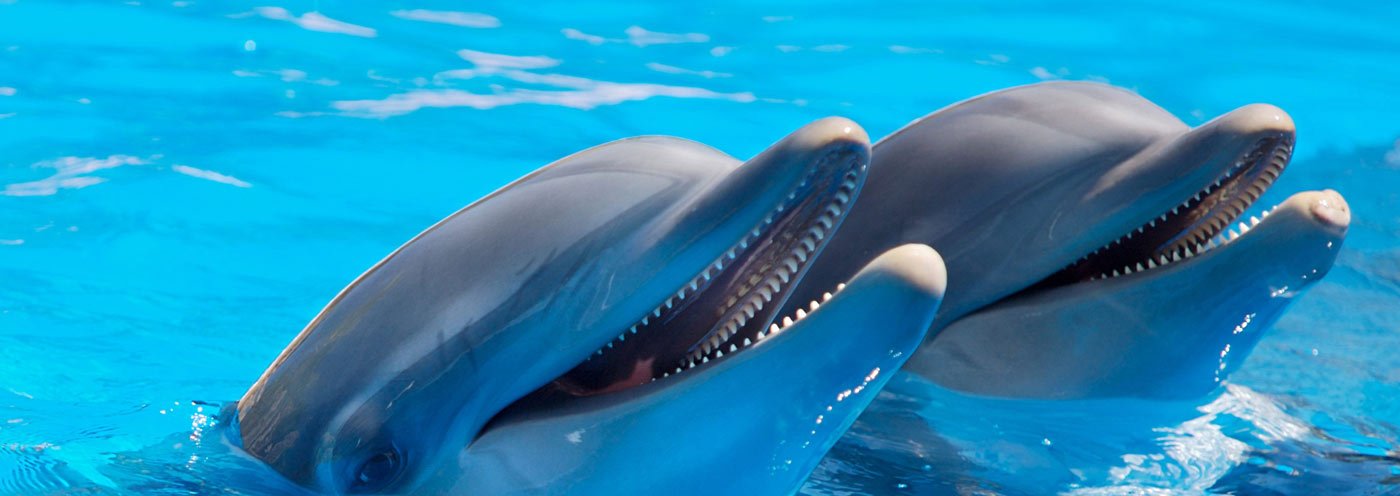 Bottle Nosed Dolphins off St Andrews State Park and Shell Island